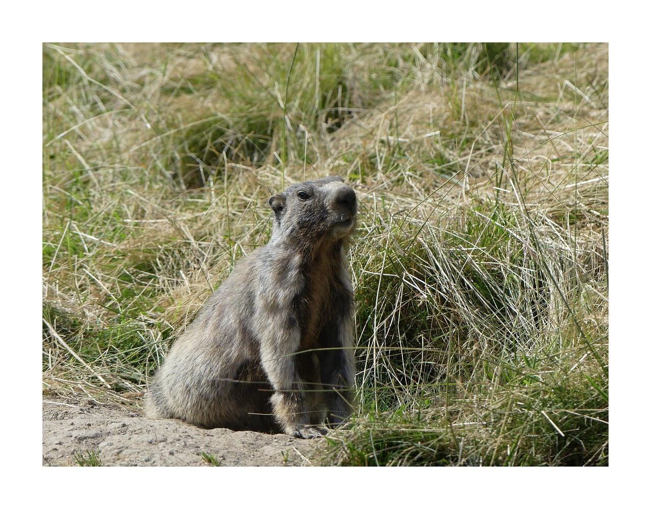 Marmot Knaagdier Dier - Gratis foto op Pixabay - Pixabay
