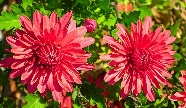 Crisantemos Flores Jardín - Foto gratis en Pixabay - Pixabay