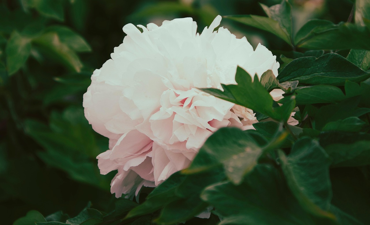Page 23 - 3,000+ Free Peonies & Peony Images - Pixabay