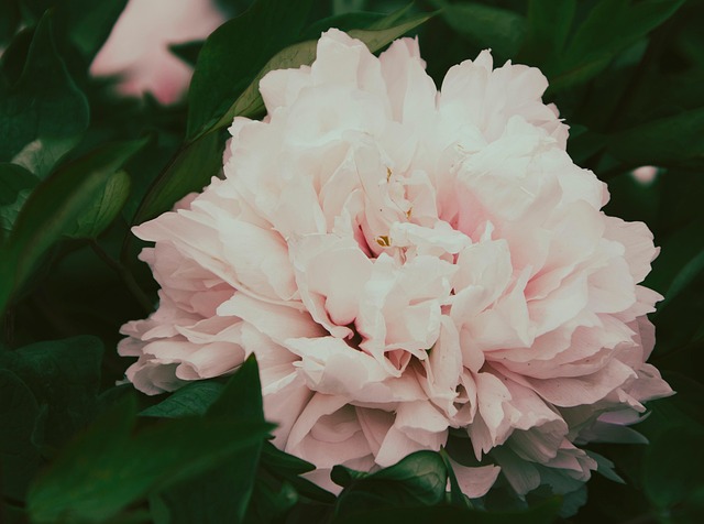 Pfingstrose Rosa Pinke - Kostenloses Foto auf Pixabay - Pixabay