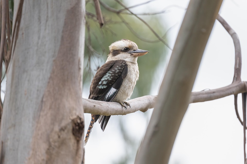 Laughing Kookaburra Bird Animal - Free photo on Pixabay - Pixabay