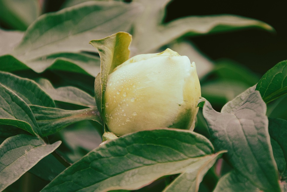 Peony Flower Blossom - Free photo on Pixabay - Pixabay