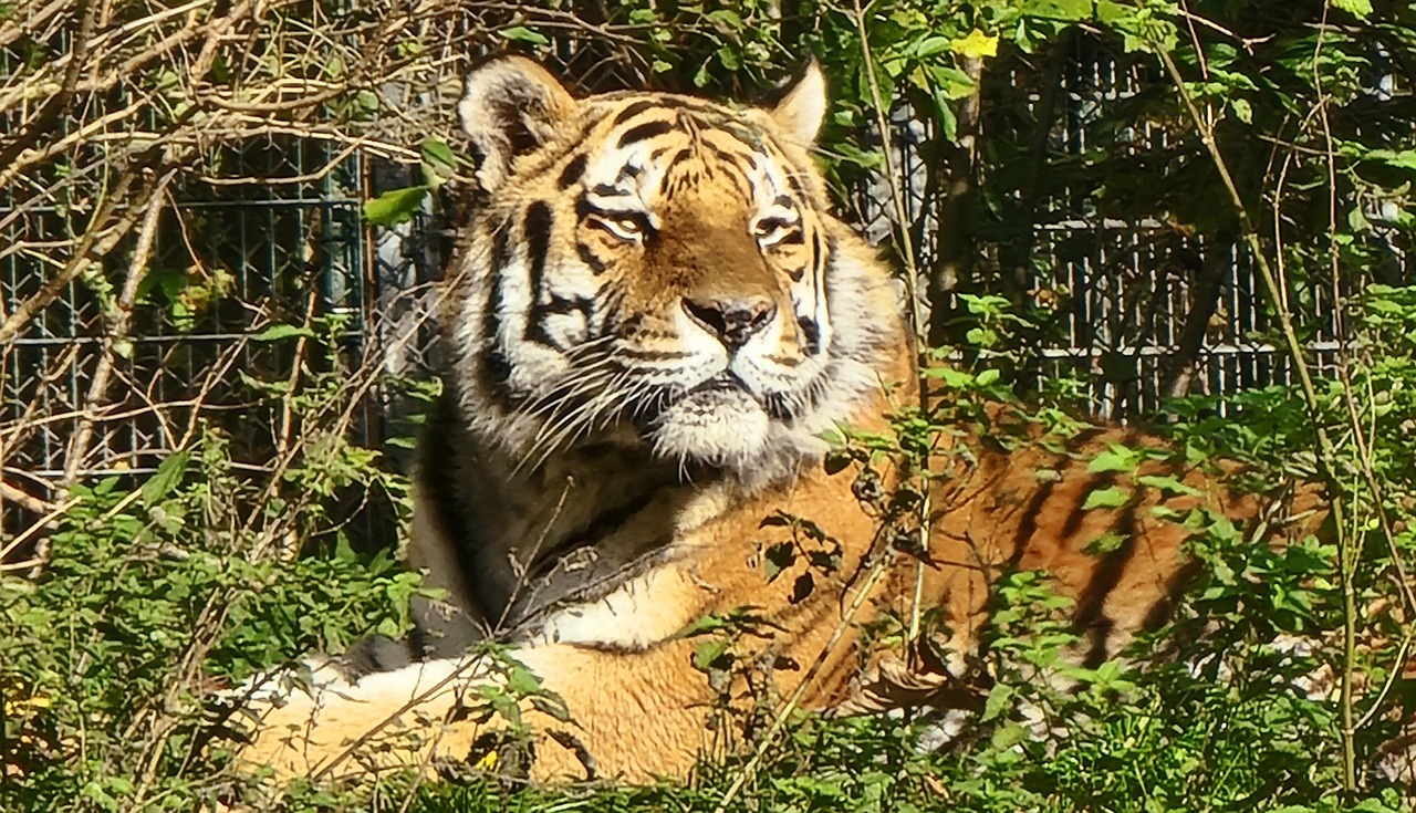 Tiger Zoo Wildlife - Free photo on Pixabay - Pixabay