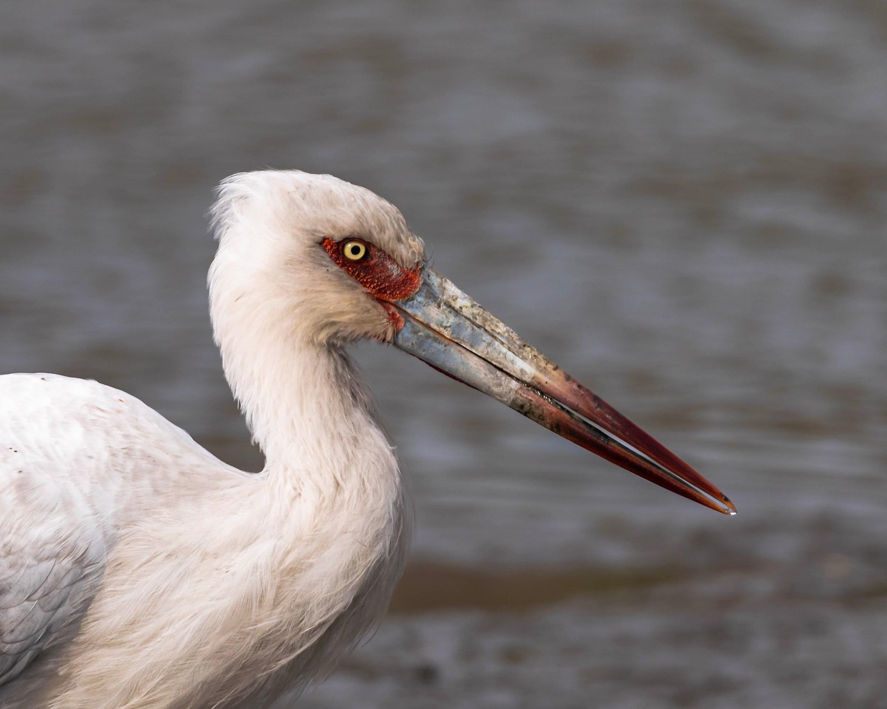 Stork Wild Bird Lake Close - Free photo on Pixabay