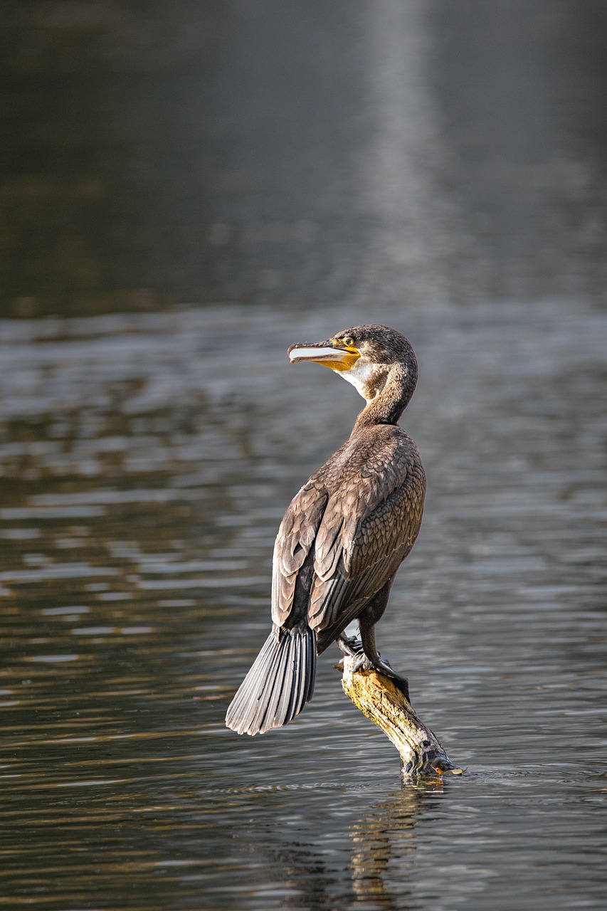 Cormoran Oiseau Lac Observation - Photo gratuite sur Pixabay