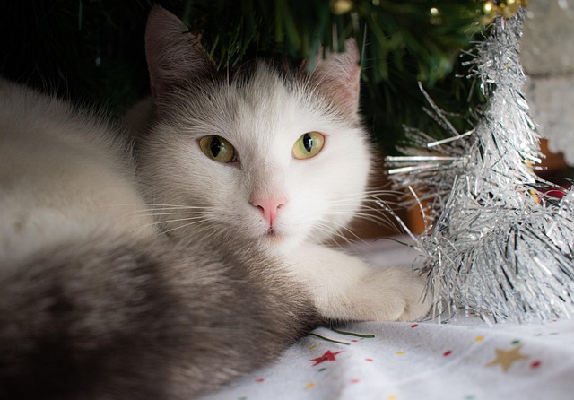 Cat Animal Christmas - Free photo on Pixabay