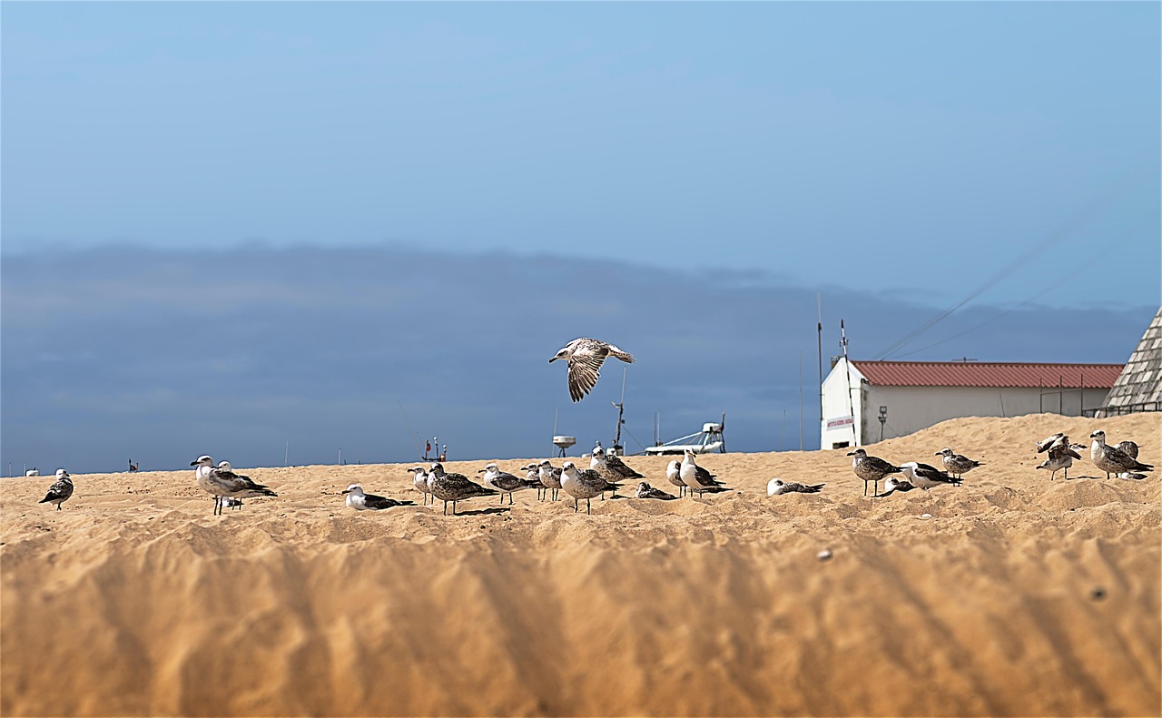 Oceano Playa Aves - Foto gratis en Pixabay - Pixabay