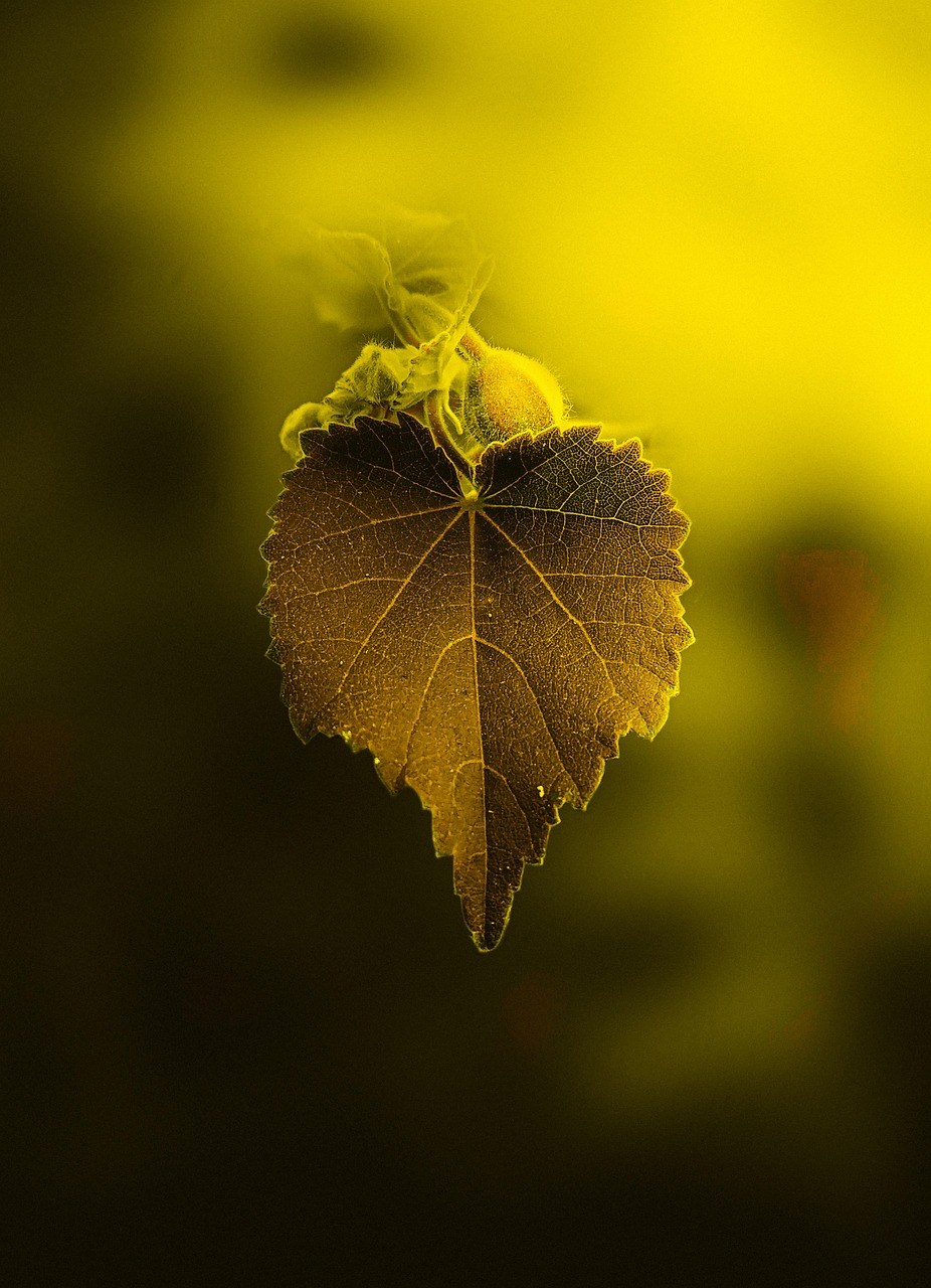 Leaves Autumn Foliage Golden - Free photo on Pixabay - Pixabay