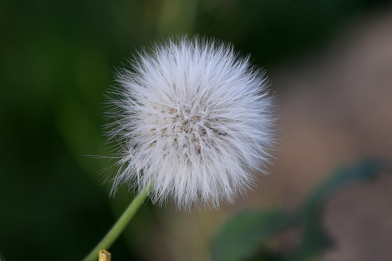 Flower Dandelion Lion Tooth - Free photo on Pixabay