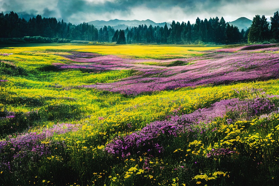 Pasture Flowers Meadow Ai - Free photo on Pixabay