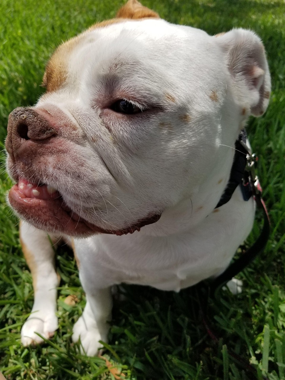 Bulldog Inglês Buldogue Bicho De - Foto gratuita no Pixabay - Pixabay