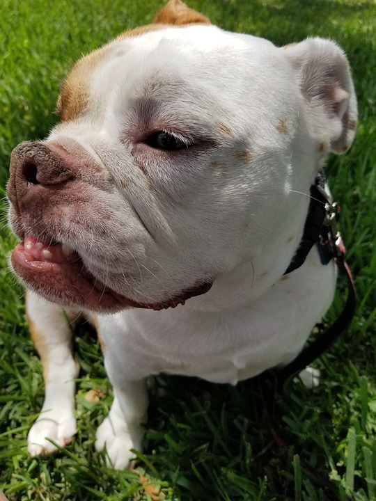 English Bulldog Buldog Peliharaan - Foto gratis di Pixabay - Pixabay