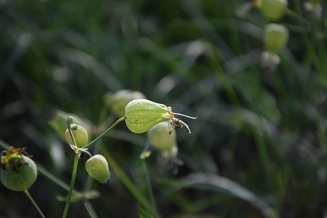 500+ Free Prairie Flower & Prairie Images - Pixabay