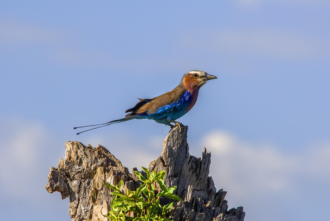 Lilac Breasted Roller Perched Bird - Free photo on Pixabay