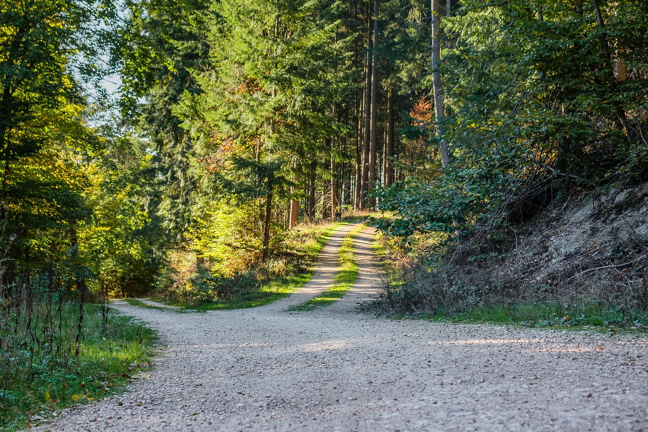 Wald Pfad Natur - Kostenloses Foto auf Pixabay