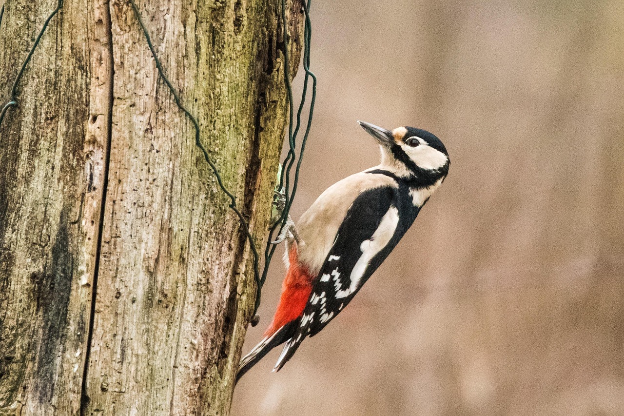400+ kostenlose Buntspecht und Specht-Bilder - Pixabay