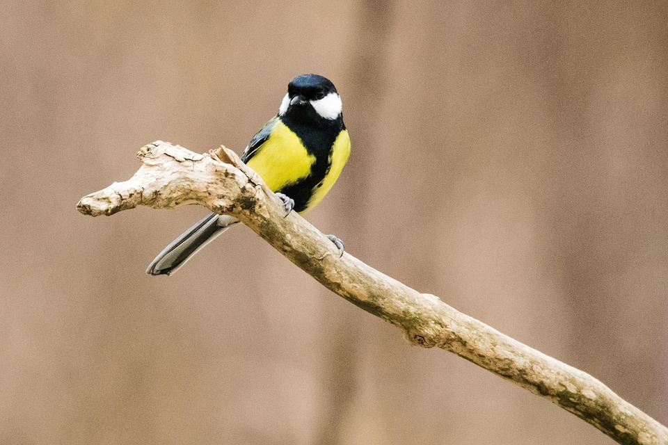 Great Tit Nature Bird - Free photo on Pixabay