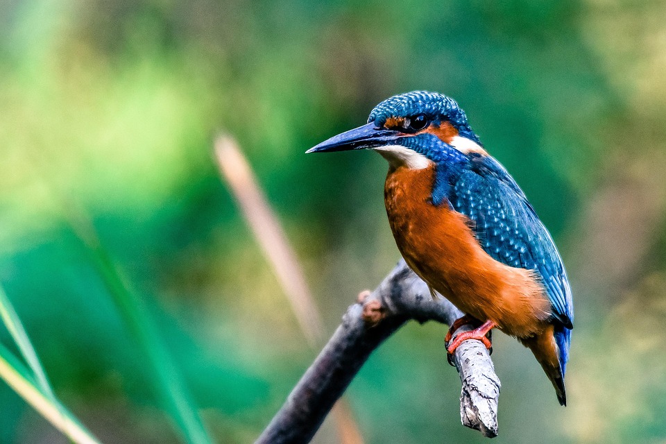 Kingfisher Bird Wildlife - Free photo on Pixabay - Pixabay