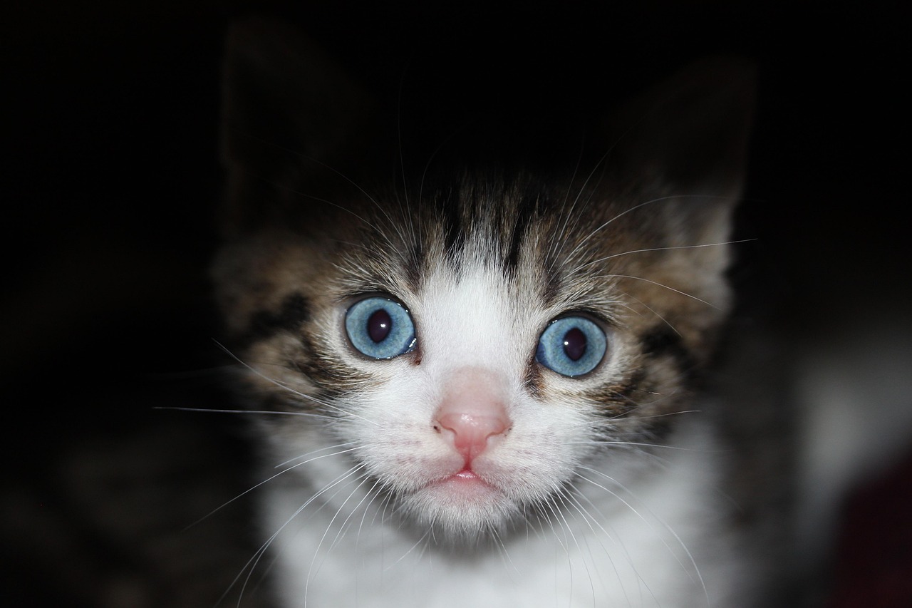 Gatito Sorprendido