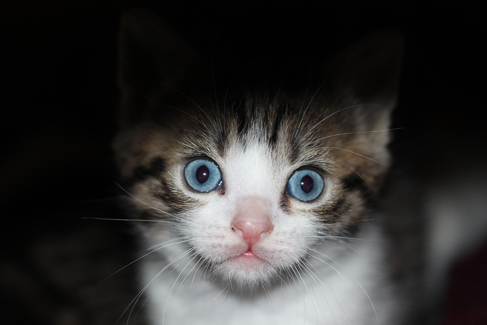 Animal Kitten Surprised - Free photo on Pixabay - Pixabay