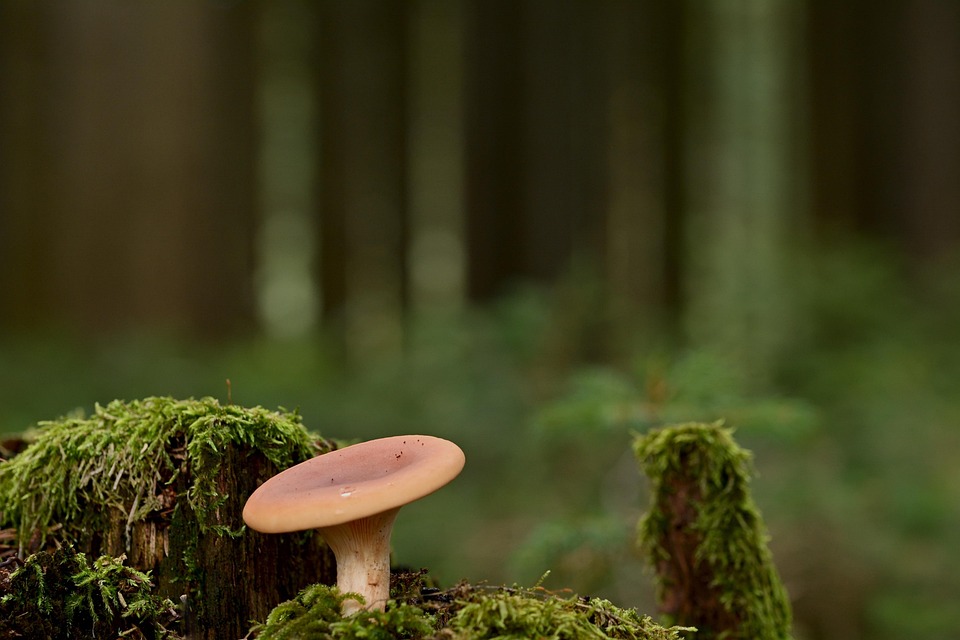 Mushroom Disc Fungus Forest Floor - Free photo on Pixabay