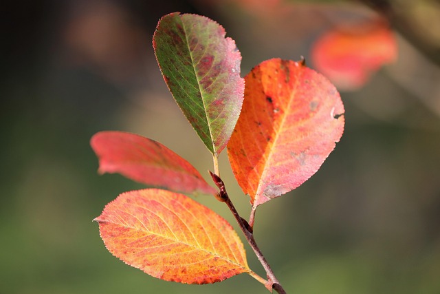 Folhas Coloridas Arbusto De - Foto gratuita no Pixabay - Pixabay