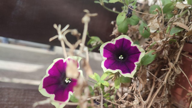 Flower Nature Bicolor - Free photo on Pixabay - Pixabay