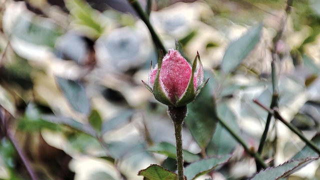 Bud Gemma Flower - Free photo on Pixabay