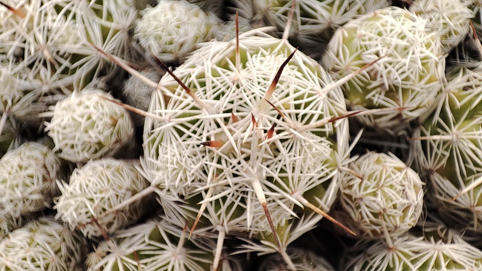 Cactus Plant - Free photo on Pixabay