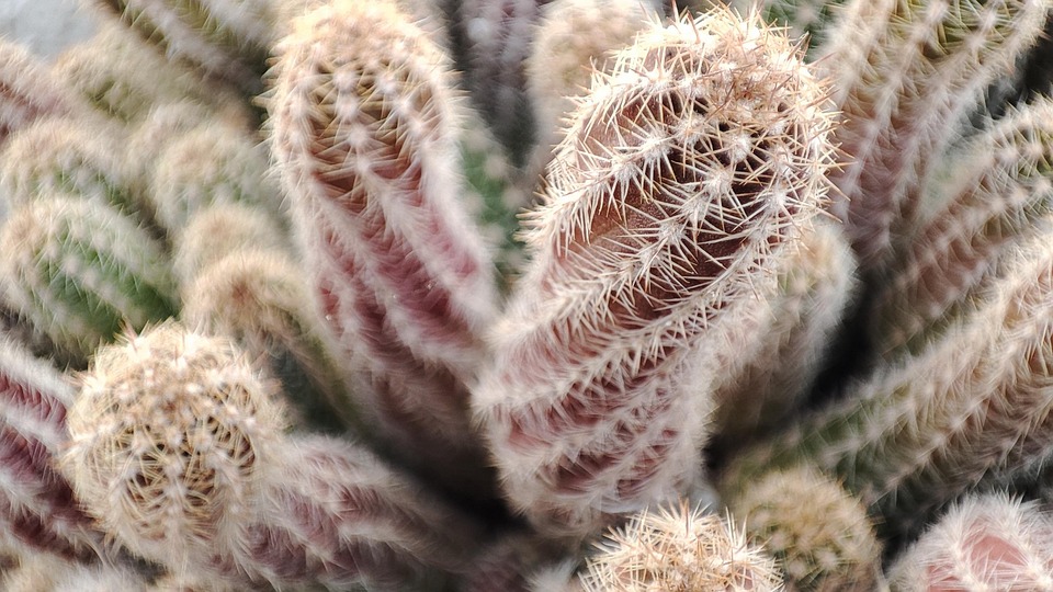 Cactus Flower - Free photo on Pixabay