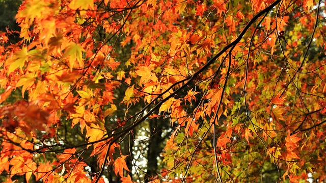 Autumn Forest Leaves - Free photo on Pixabay