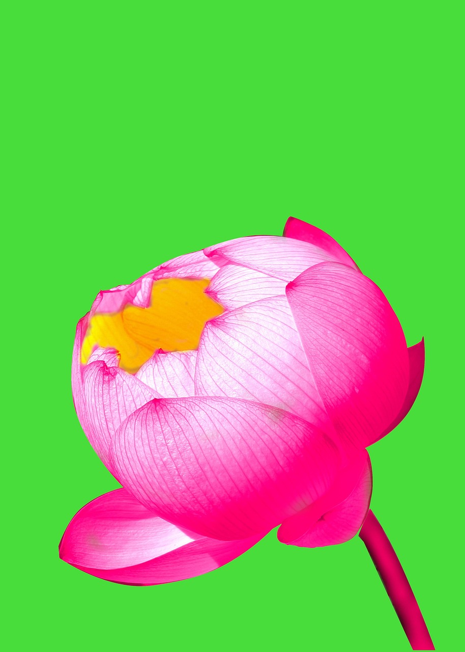 Grüner Bildschirm Lotus Blume - Kostenloses Foto auf Pixabay - Pixabay