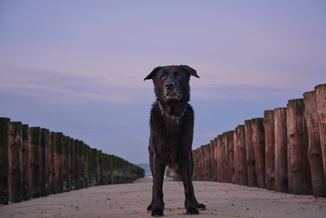 Sea Beach Dog - Free photo on Pixabay