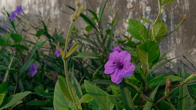 Flori Violete Frunze - Fotografie gratuită pe Pixabay