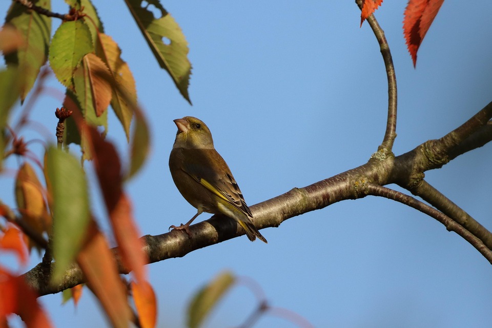 Greenfinch Bird Nature - Free photo on Pixabay - Pixabay