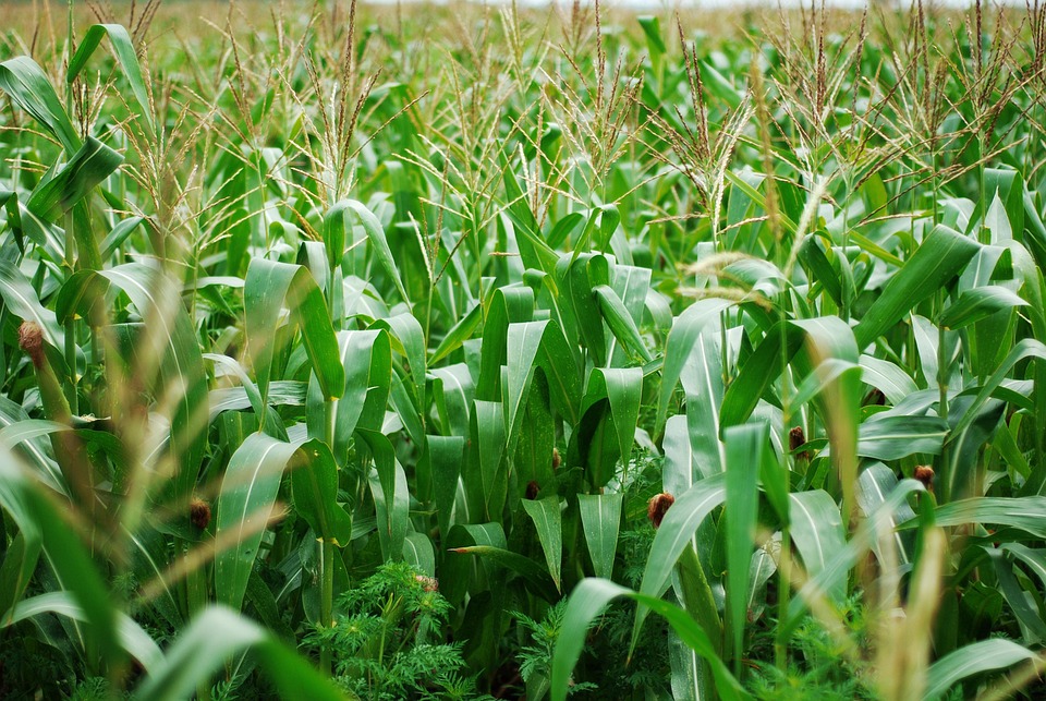 Corn Cornfield Farm - Free photo on Pixabay - Pixabay