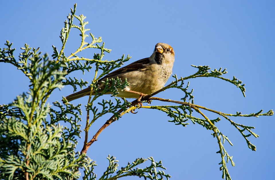Bird Ornithology Animal - Free photo on Pixabay