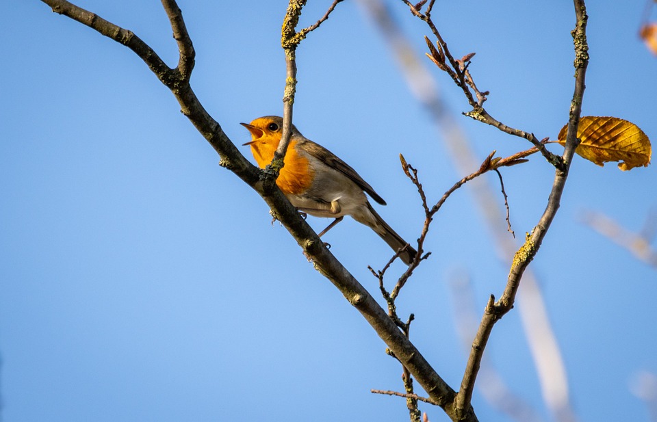 European Robin Bird Animal - Free photo on Pixabay - Pixabay