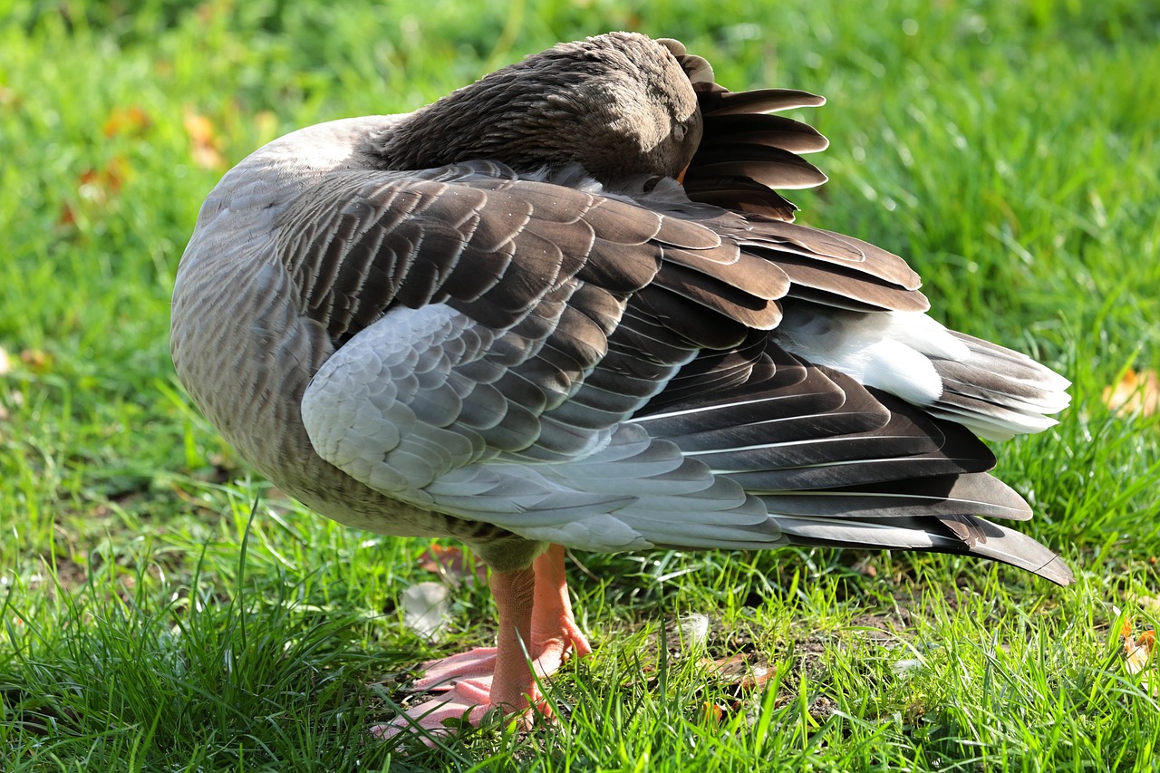 Bird Meadow Grass - Free photo on Pixabay - Pixabay