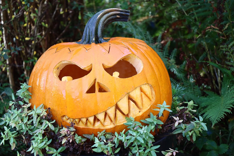 Halloween Pumpa Jack O Lantern - Gratis foto på Pixabay - Pixabay