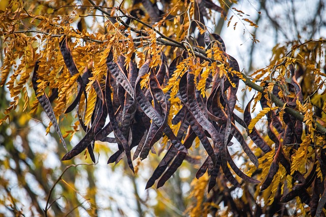 Más de 8 imágenes gratis de Ceratonia y Algarrobo - Pixabay