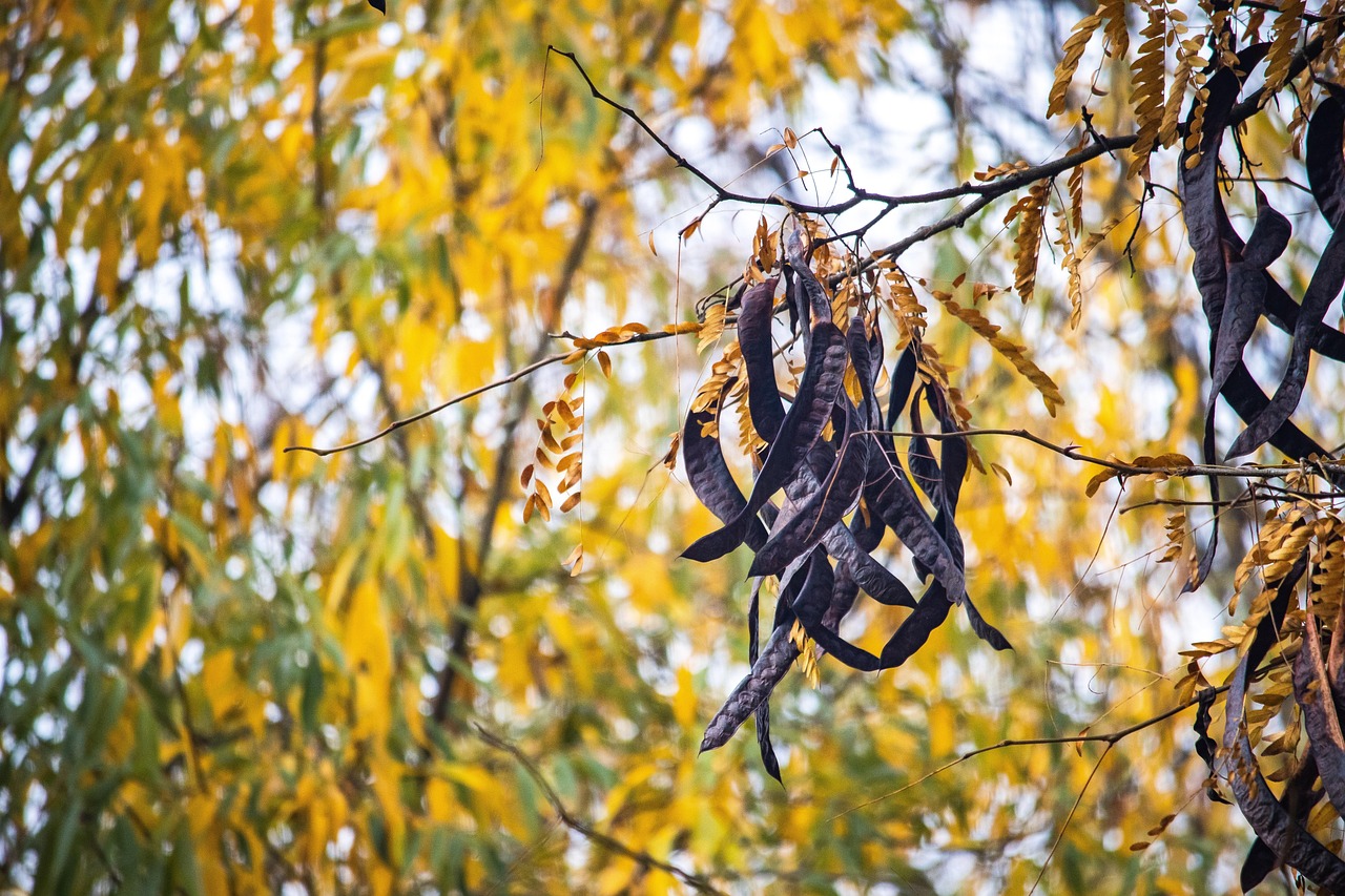 Carob Pods Leaves Tree - Free photo on Pixabay - Pixabay