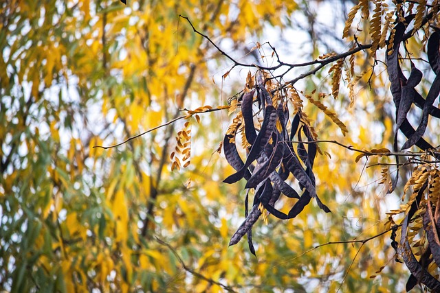 Carob Pods Leaves Tree - Free photo on Pixabay - Pixabay