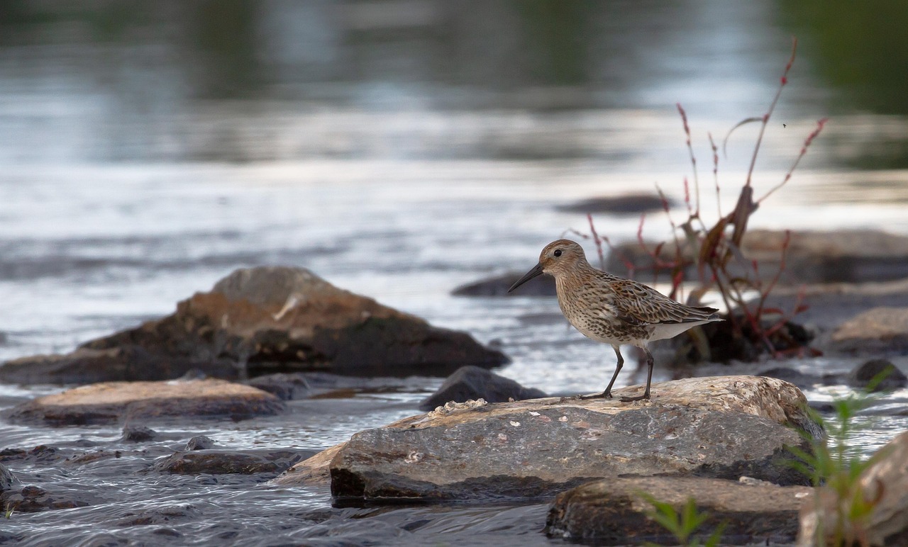 Nature Bird River - Free photo on Pixabay - Pixabay
