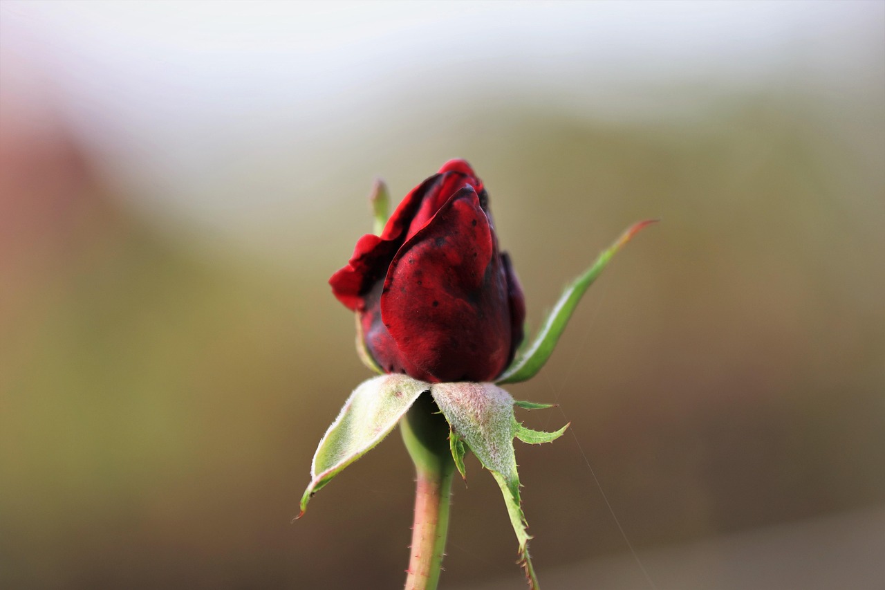 Red Rose Velvet Flower Bud - Free photo on Pixabay - Pixabay