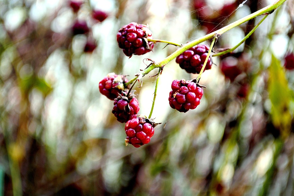 Forest Vegetables Red Fruit - Free photo on Pixabay - Pixabay