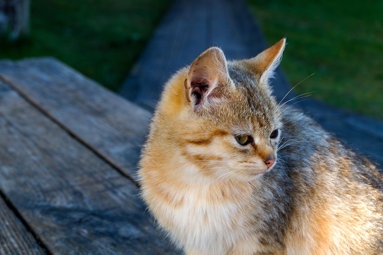 Kucing Satwa Mamalia - Foto gratis di Pixabay - Pixabay