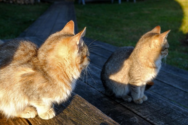 Chats Animaux Domestiques - Photo gratuite sur Pixabay - Pixabay