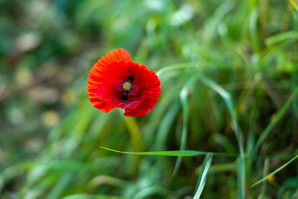 Finland Red Poppy Flower - Free photo on Pixabay - Pixabay