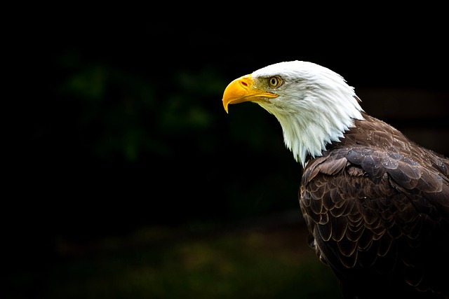 Bird Eagle Bald Of - Free photo on Pixabay - Pixabay